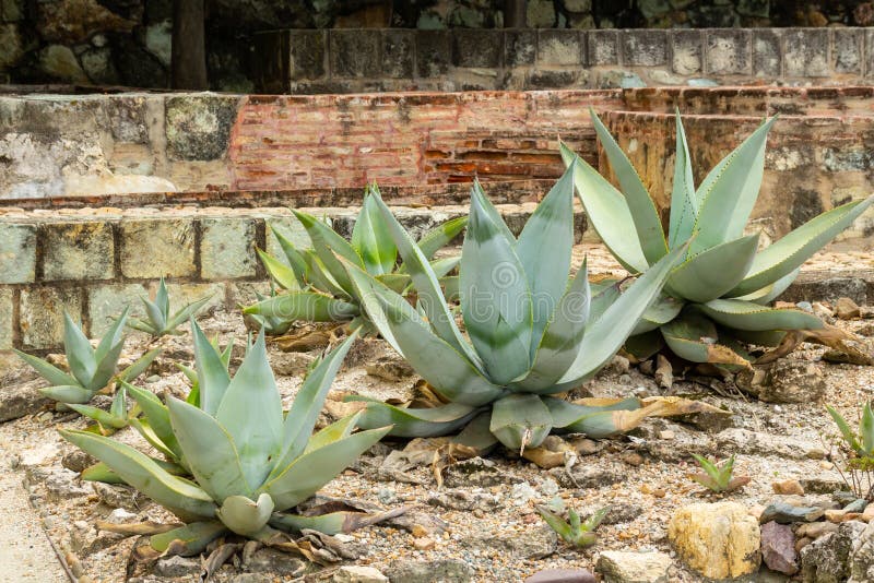 Detail of Some Maguey Plants Stock Image - Image of detail, green ...