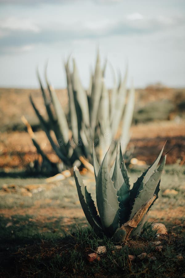 Detail of Some Maguey Plants with Copyspace Stock Photo - Image of ...