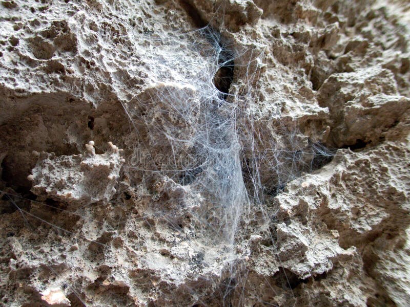 Spider web on a grey rock stock image. Image of animal - 207854247