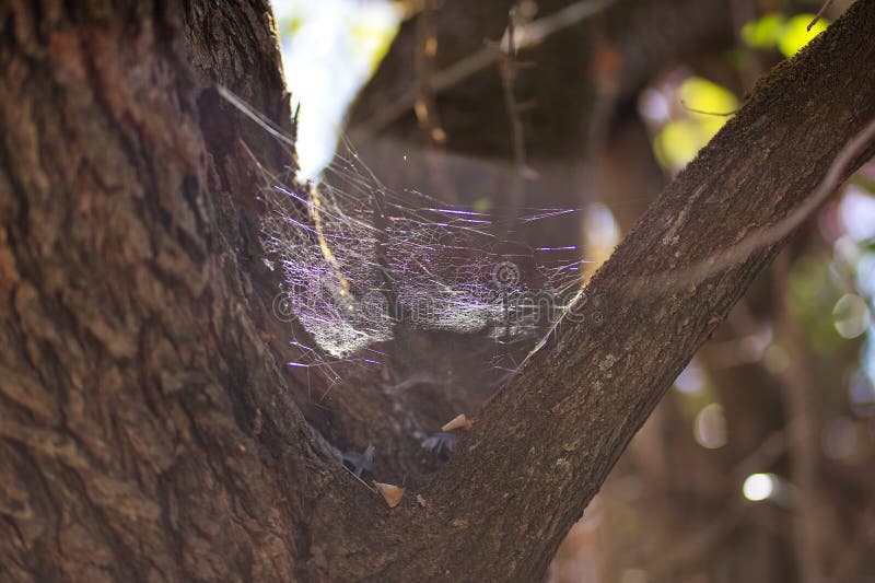 Detail of a Spider Web Located between the Union of the Two Trunks of a ...