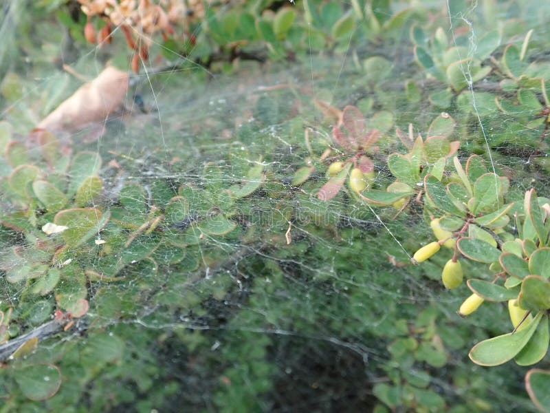 Detail of a Spider Web on a Plant Stock Image - Image of plants, nature ...