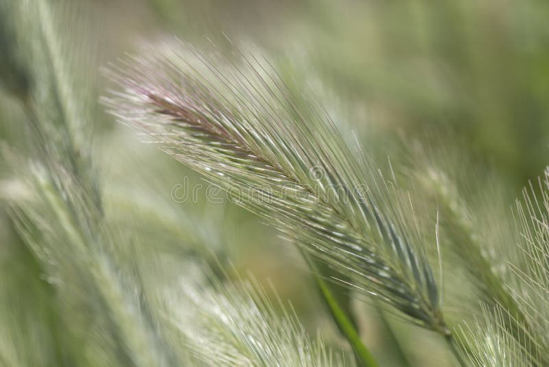 Detail of a Spike in the Field Stock Photo - Image of produce ...