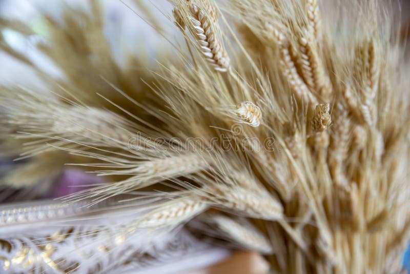 Detail of a Spike in the Field Stock Photo - Image of harvest, field ...
