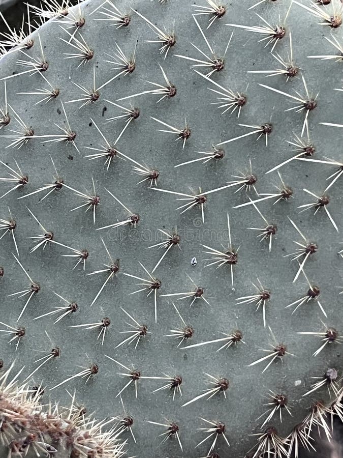 Detail of the Spines of a Cactus Stock Photo - Image of flowering ...