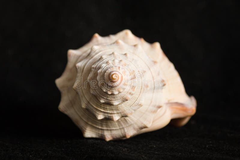 Detail of spiral seashell stock photo. Image of marine - 53771280