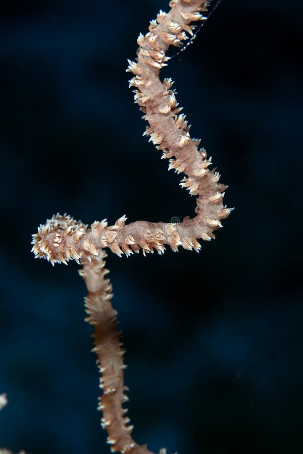 Detail of Spiral Wire Coral in the Red Sea. Stock Image - Image of ...