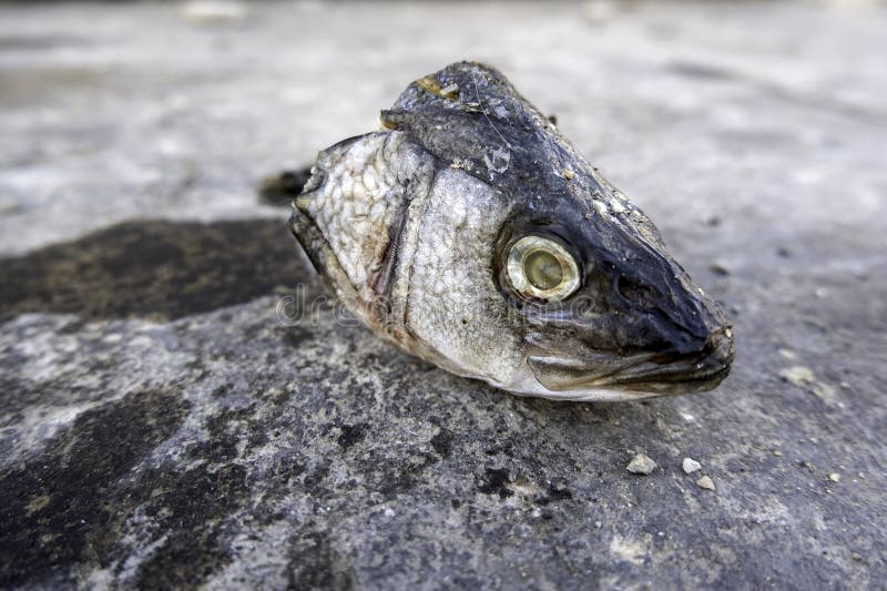 Spoiled Fish Market Stock Photos - Free & Royalty-Free Stock Photos ...