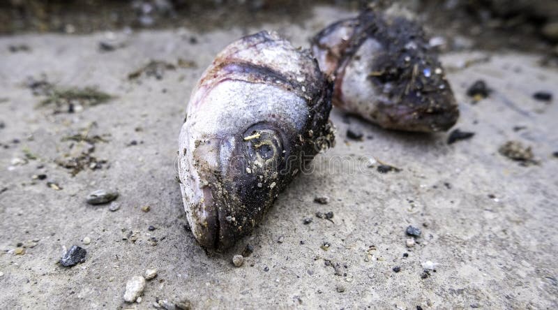 Dried fish head stock photo. Image of lofoten, isolated - 309017478