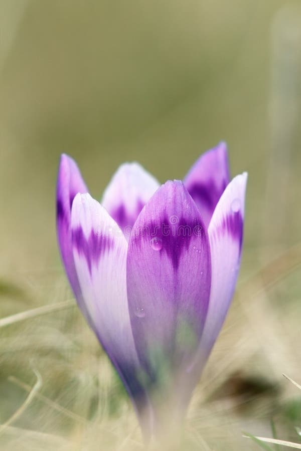 Detail of Spring Wild Saffron Flower Stock Image - Image of bright ...