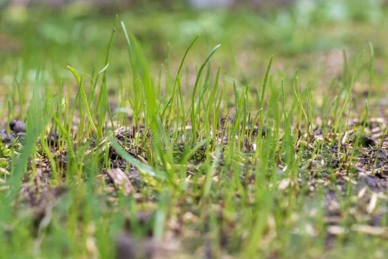 Grass Sprouts in the Spring Stock Photo - Image of germinating, plant ...