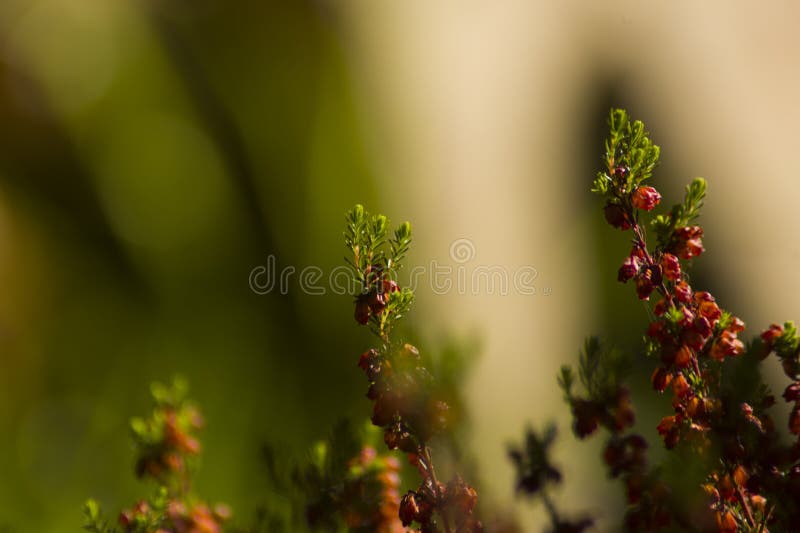 Detail of Sprouts of Heather Just Emerged in Spring Stock Image - Image ...