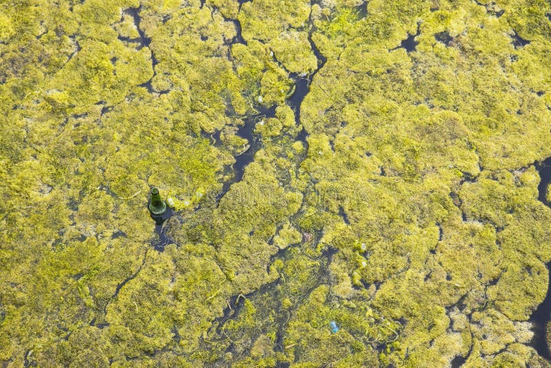 Detail of standing water stock image. Image of background - 56022447