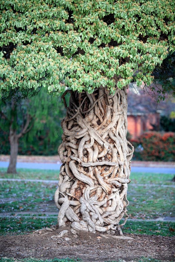 Strange tree stock photo. Image of branching, humourous - 6189890