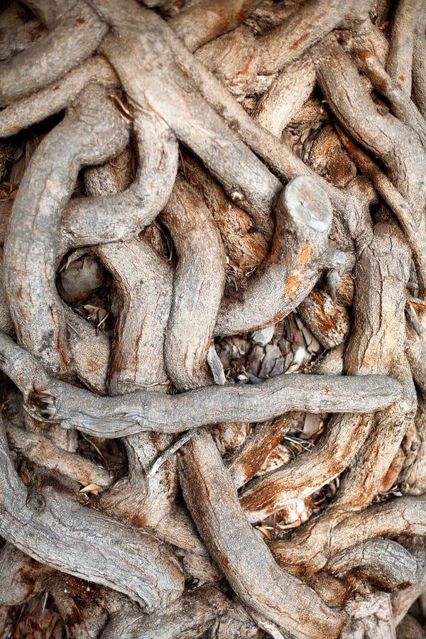 Detail of strange tree stock photo. Image of tree, trunk - 163625904