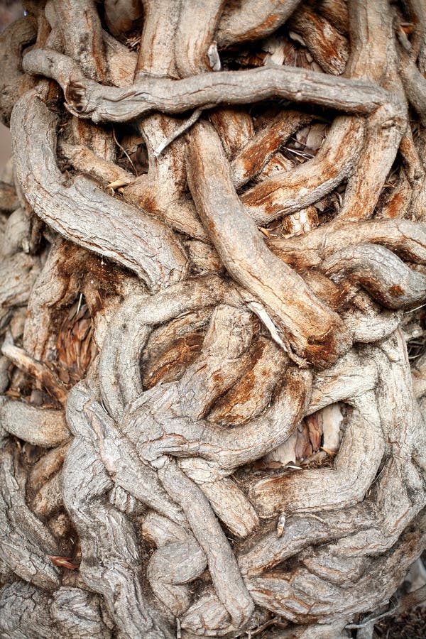 Detail of strange tree stock image. Image of flora, curly - 163625915