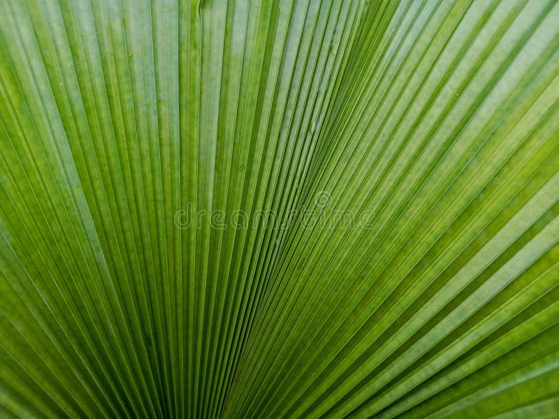 Detail or Structure of a Palm Leaf Stock Image - Image of green, light ...