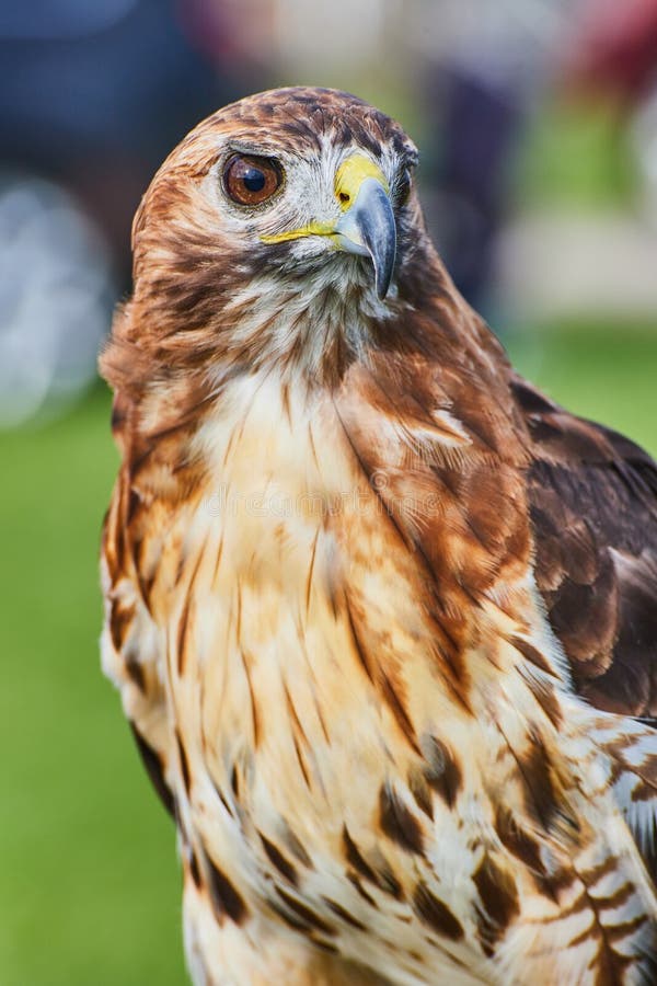 Detail of Stunning Broad-winged Hawk Bird Looking Out Stock Image ...