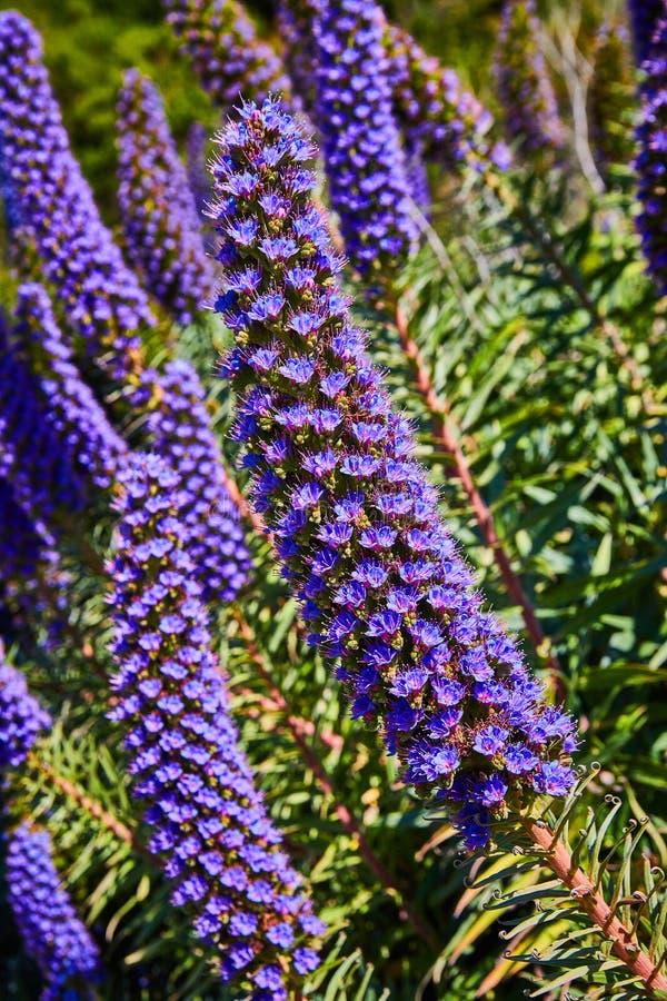 Detail of Stunning Long Stem of Purple Flowers in Spring Stock Photo ...