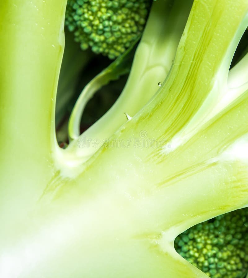 Detail of the Succulent Fresh Inside the Broccoli Stock Photo - Image ...