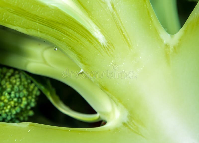 Detail of the Succulent Fresh Inside the Broccoli Stock Image - Image ...
