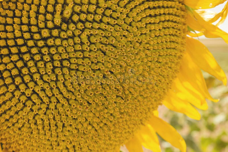 Detail of Sunflower Flowerhead Disk Florets Stock Image - Image of ...