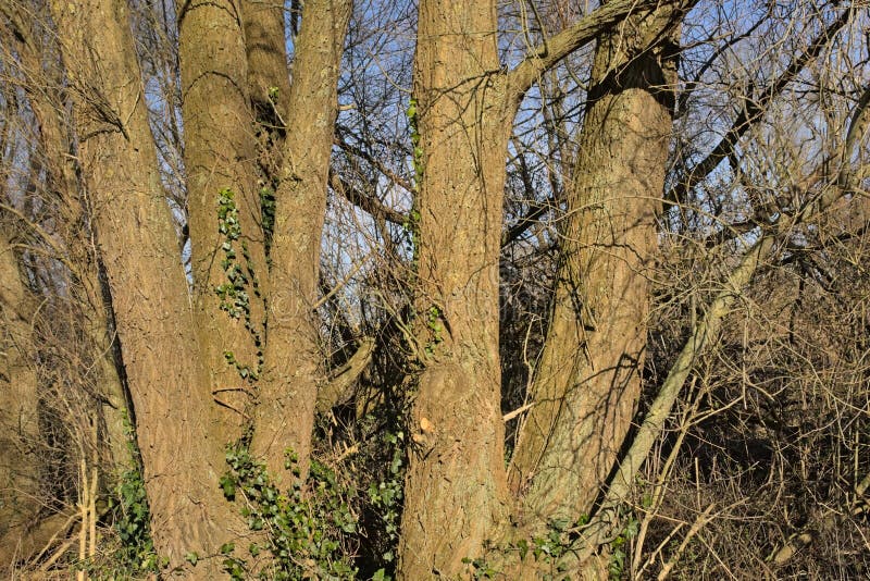 Detail of a Multi-stem Willow Tree Stock Image - Image of stem, tree ...