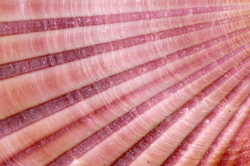Detail of sea shell stock image. Image of ridge, pattern - 168176425