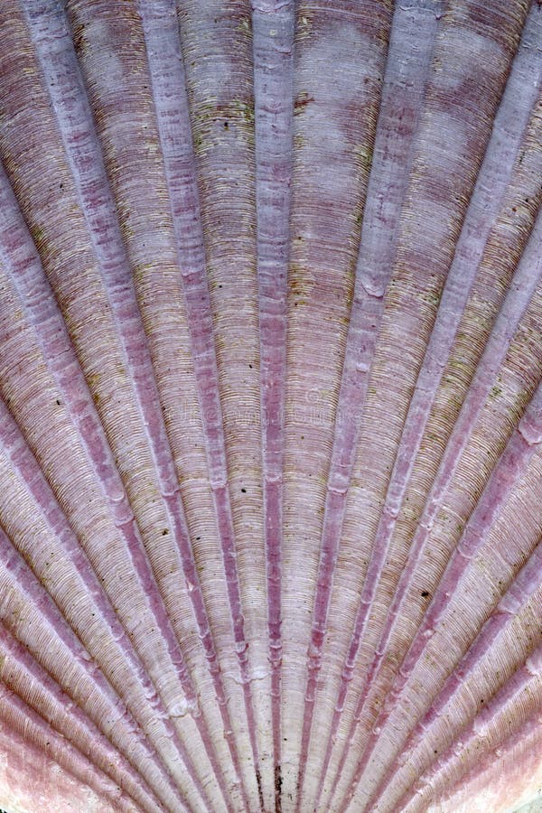Detail of sea shell stock photo. Image of ridges, organism - 168176440