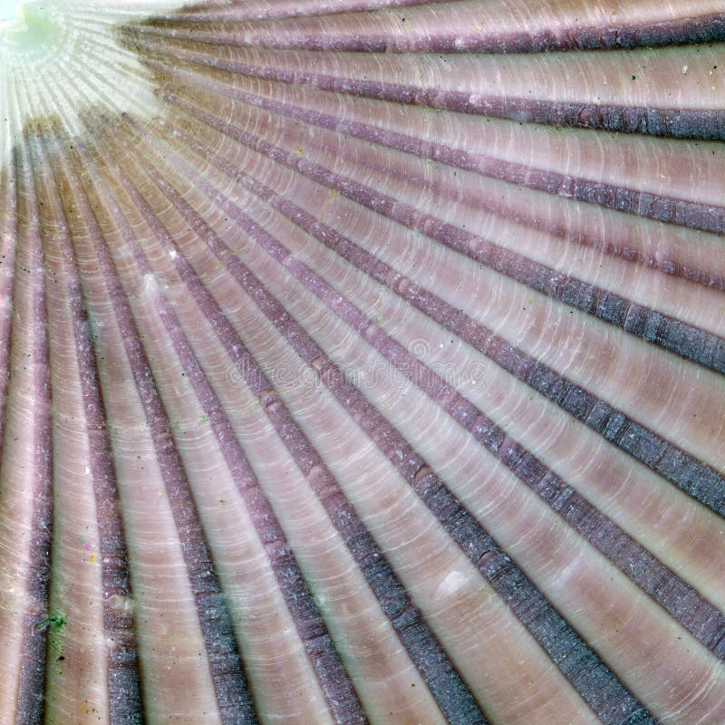 Detail of sea shell stock image. Image of mollusk, rays - 168176447