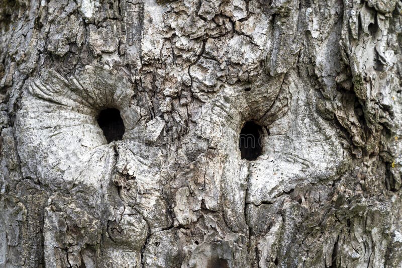 Detail of the Surface of a Tree Trunk Stock Photo - Image of trunk ...