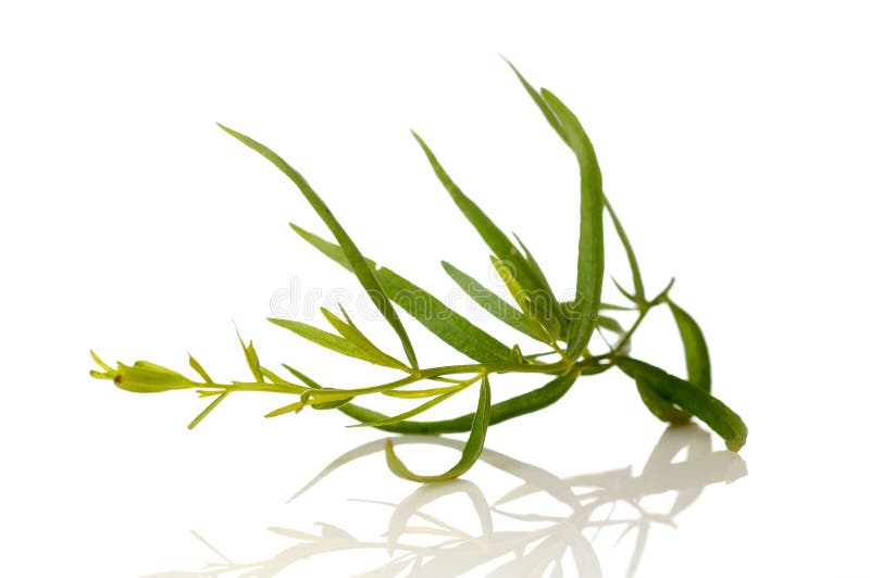 Detail of tarragon stock image. Image of flora, botanical - 9133097