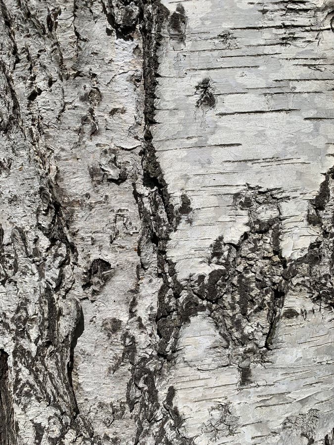 Birch tree bark stock photo. Image of aging, skin, forest - 157139108