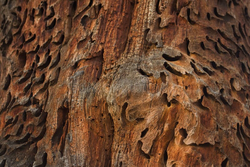 Texture of a Bitten Tree Trunk. Stock Photo - Image of insect, timber ...