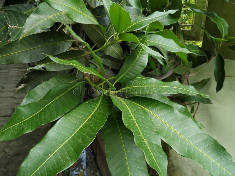 Detail Texture of Green Leaves, Mango Trees Stock Image - Image of ...