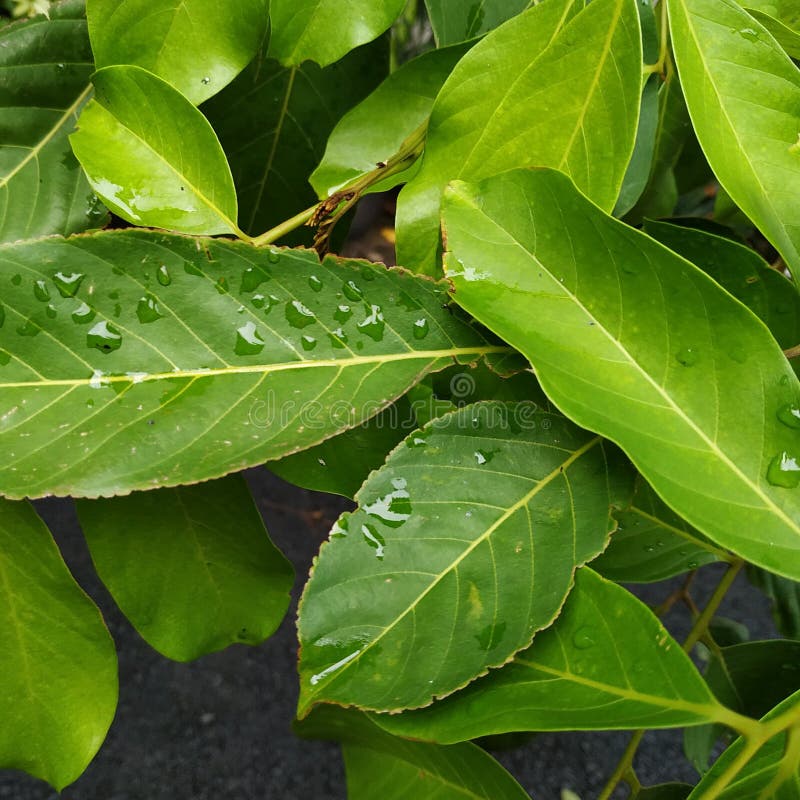 Detail Texture of Rambutan Leaf after the Rain Stock Photo - Image of ...