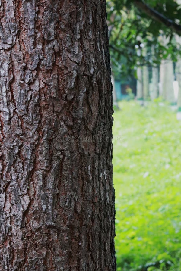 Detail texture of a tree stock photo. Image of tree - 156844856