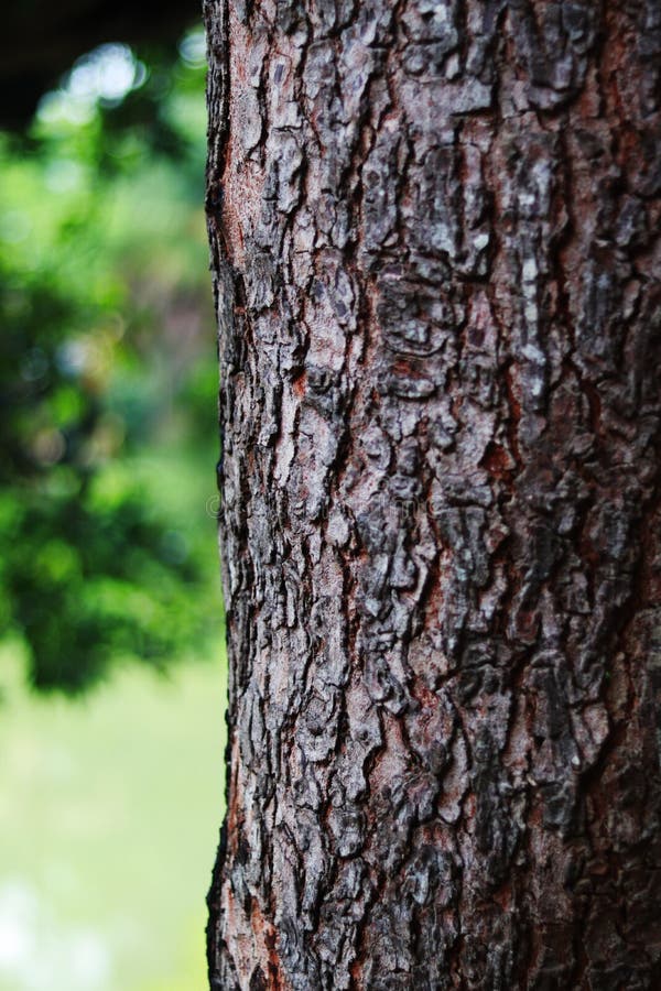 Detail texture of a tree stock image. Image of tree - 156844869