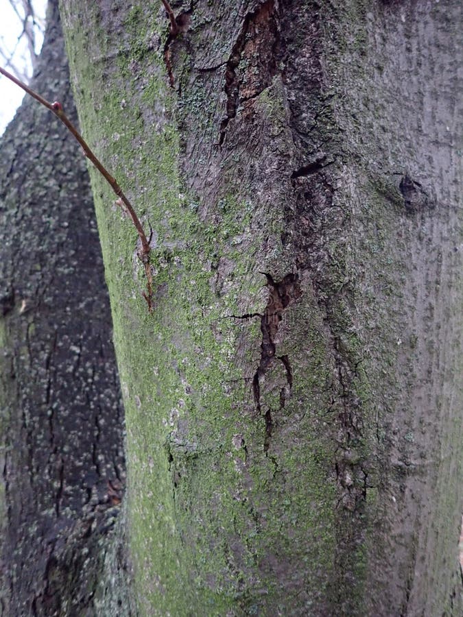 Texture of a Tree Trunk Skin Stock Photo - Image of design, line: 261454198