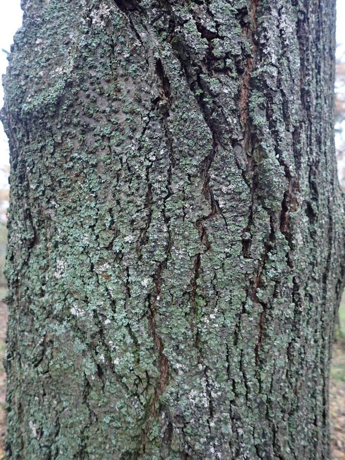 Texture of a Tree Trunk Skin Stock Image - Image of forrest, pattern ...