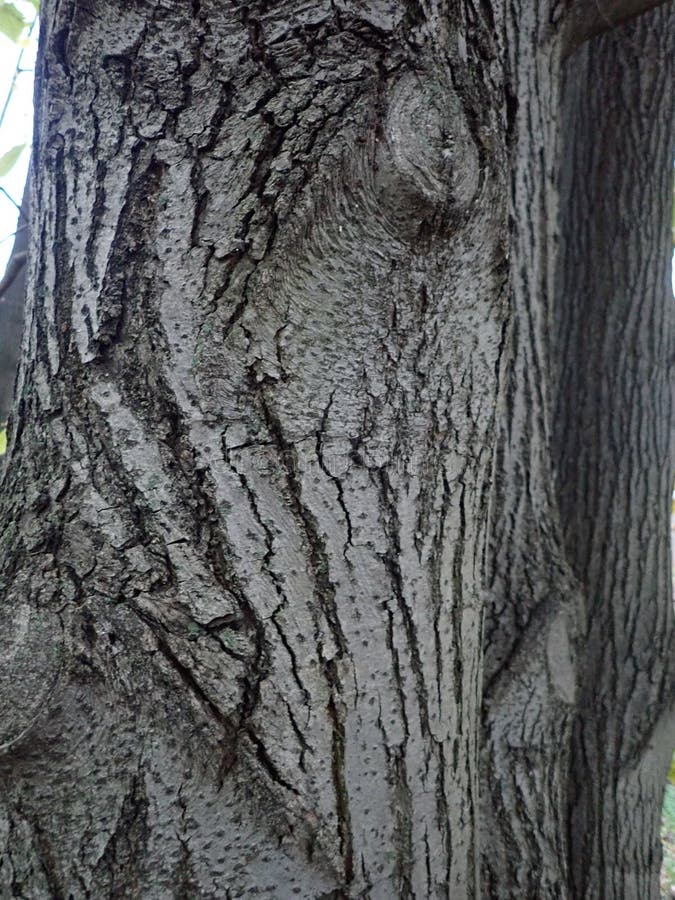 Texture of a Tree Trunk Skin Stock Image - Image of outdoor, background ...