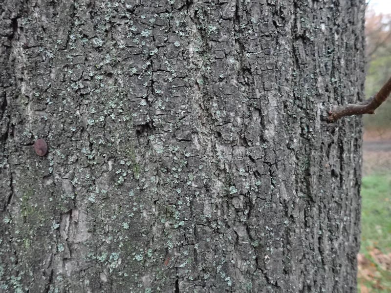 Texture of a Tree Trunk Skin Stock Image - Image of macro, background ...
