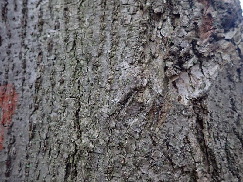 Texture of a Tree Trunk Skin Stock Image - Image of macro, pattern ...