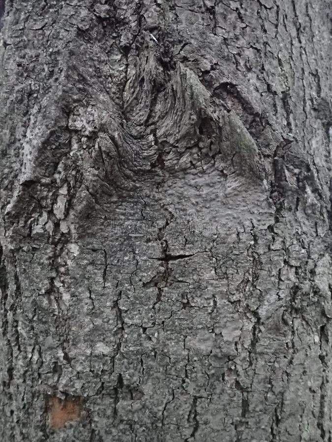 Texture of a Tree Trunk Skin Stock Image - Image of closeup, outdoor ...