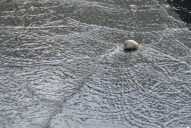 Texture of a Whirling Water in a Pool Stock Image - Image of rippled ...