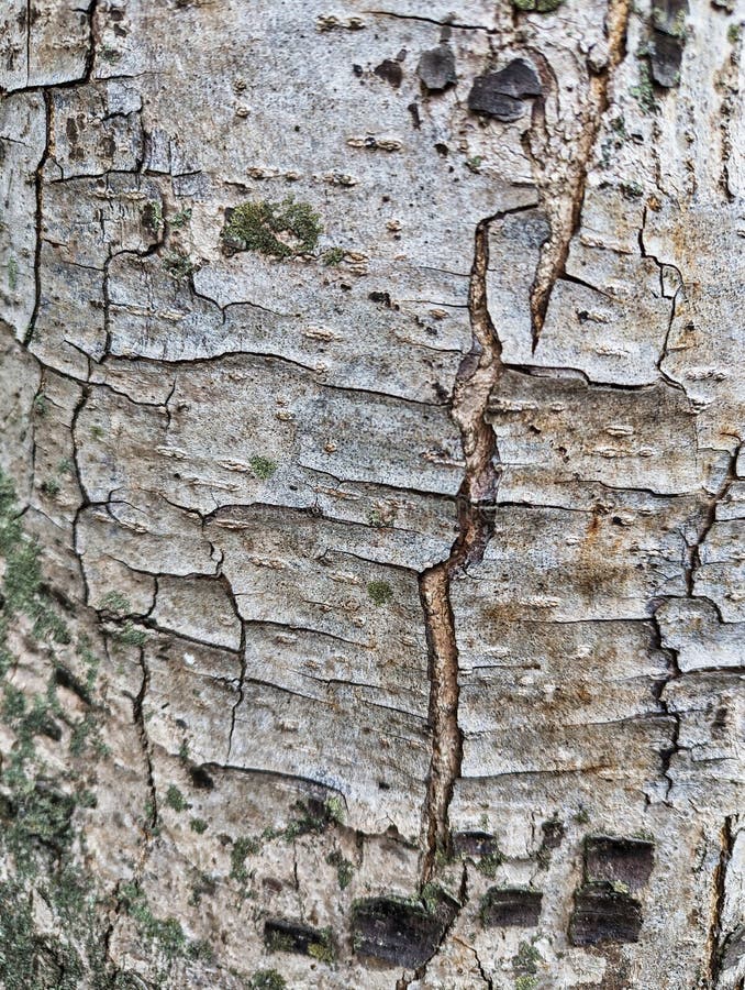 Cracked Bark on Old Birch Tree Stock Image - Image of layer, weather ...