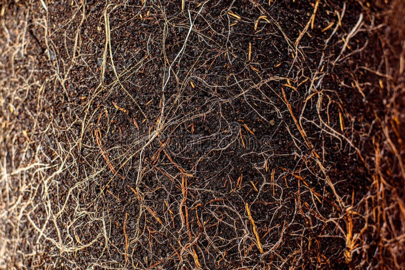 Cross Section of the Roots of a Plant, To Teach Biology Stock Image ...