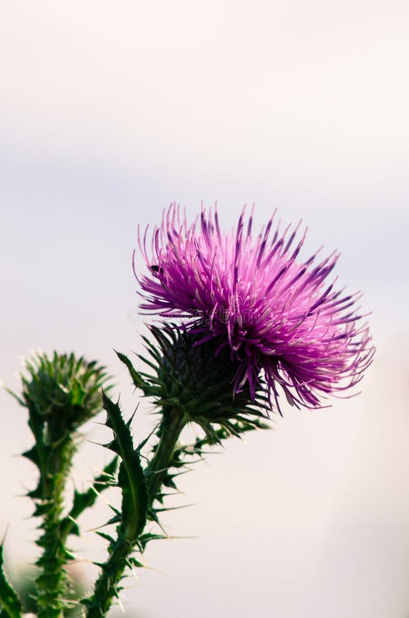 Detail of thistle stock photo. Image of wildflower, purple - 44117142