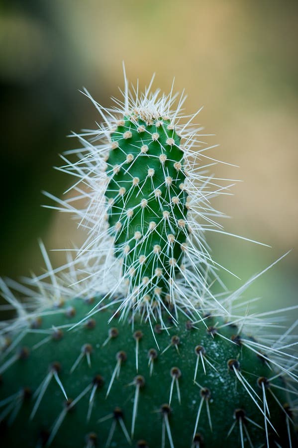 Thorny Cactus Plant Isolated Stock Image - Image of closeup, natural ...