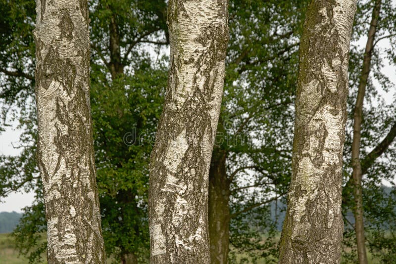 Detail of Three Birch Tree Trunks Stock Image - Image of focus ...