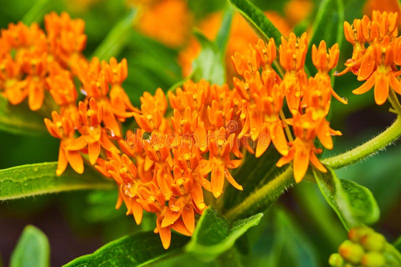 Detail of Tiny Orange Flowers with Green Leaves Stock Photo - Image of ...